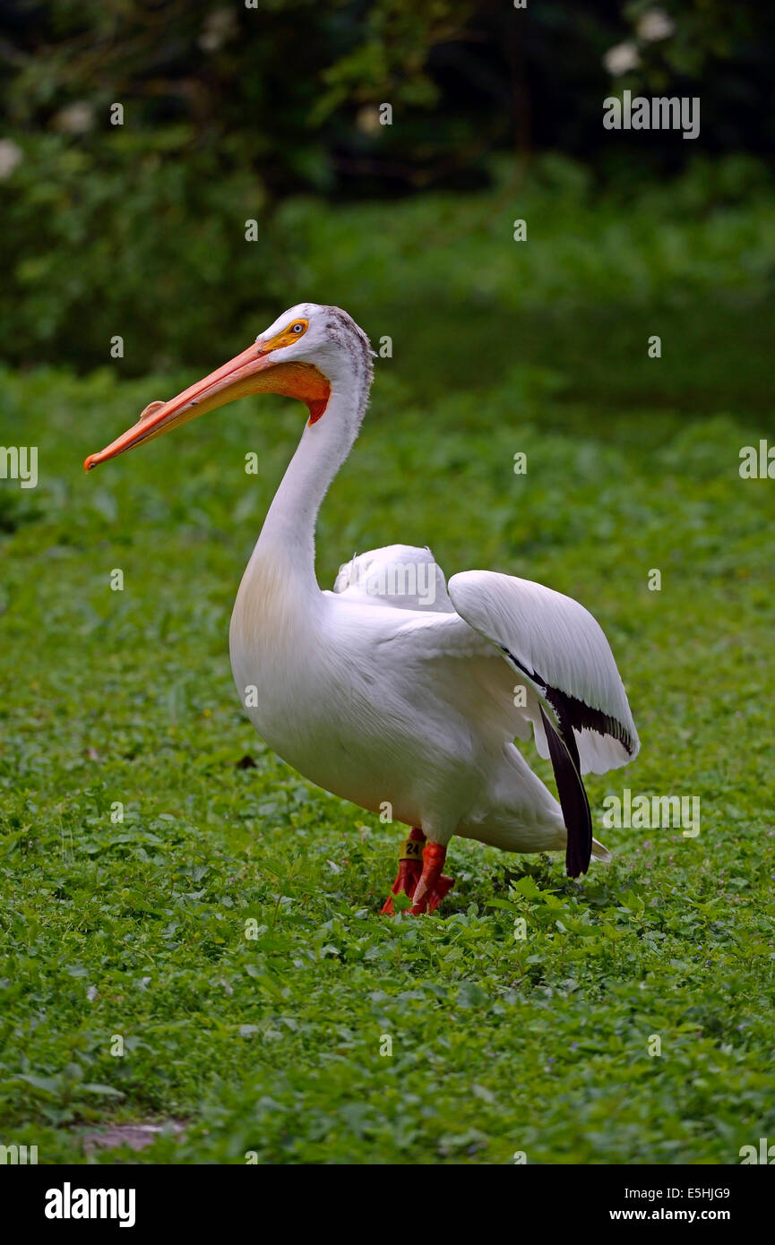 American white pelican side view hi-res stock photography and images ...
