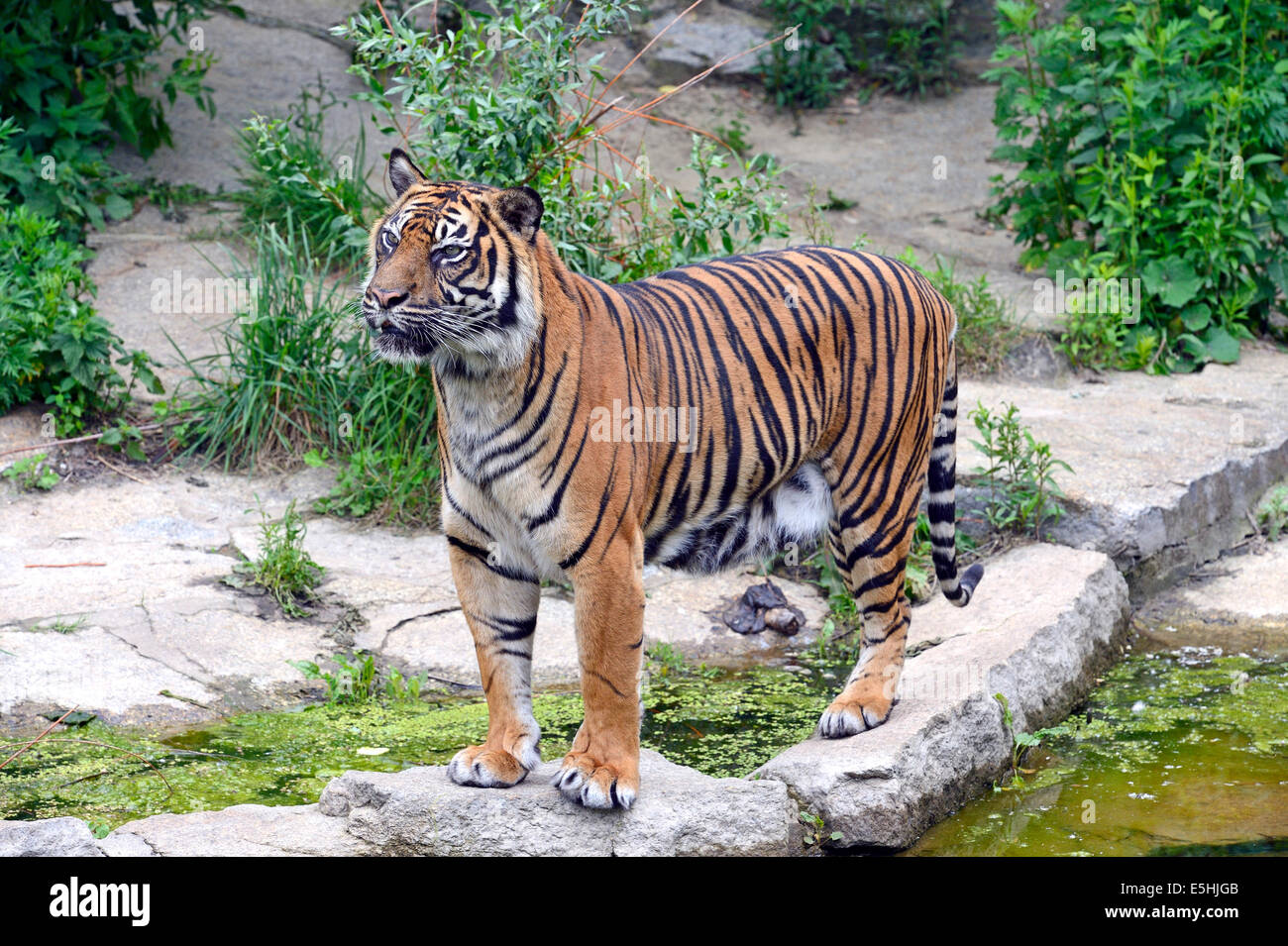 Sumatran Tiger (Panthera tigris sumatrae), female, captive, native to ...