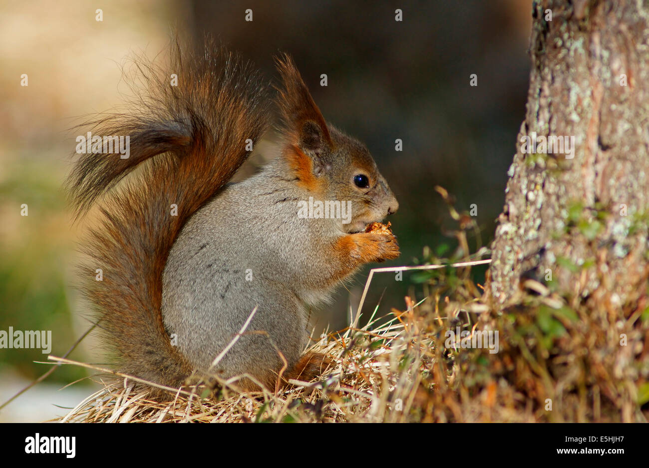 Red squirrel finland hi-res stock photography and images - Alamy