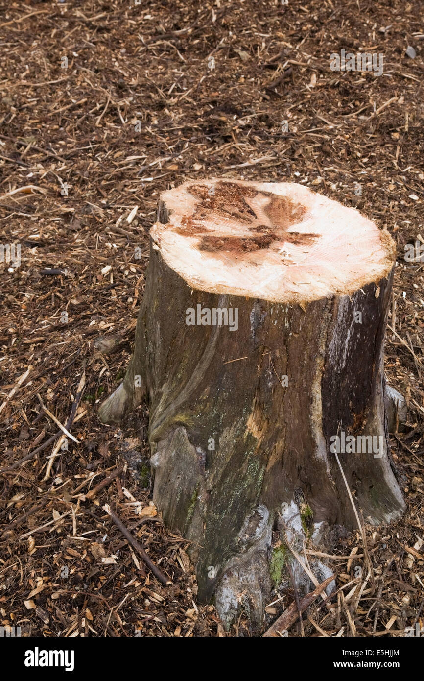 Cut tree stump, Quebec, Canada Stock Photo - Alamy