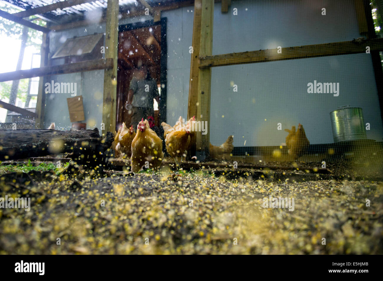 A highlight of the farmer's day is throwing the chicken feed and ...