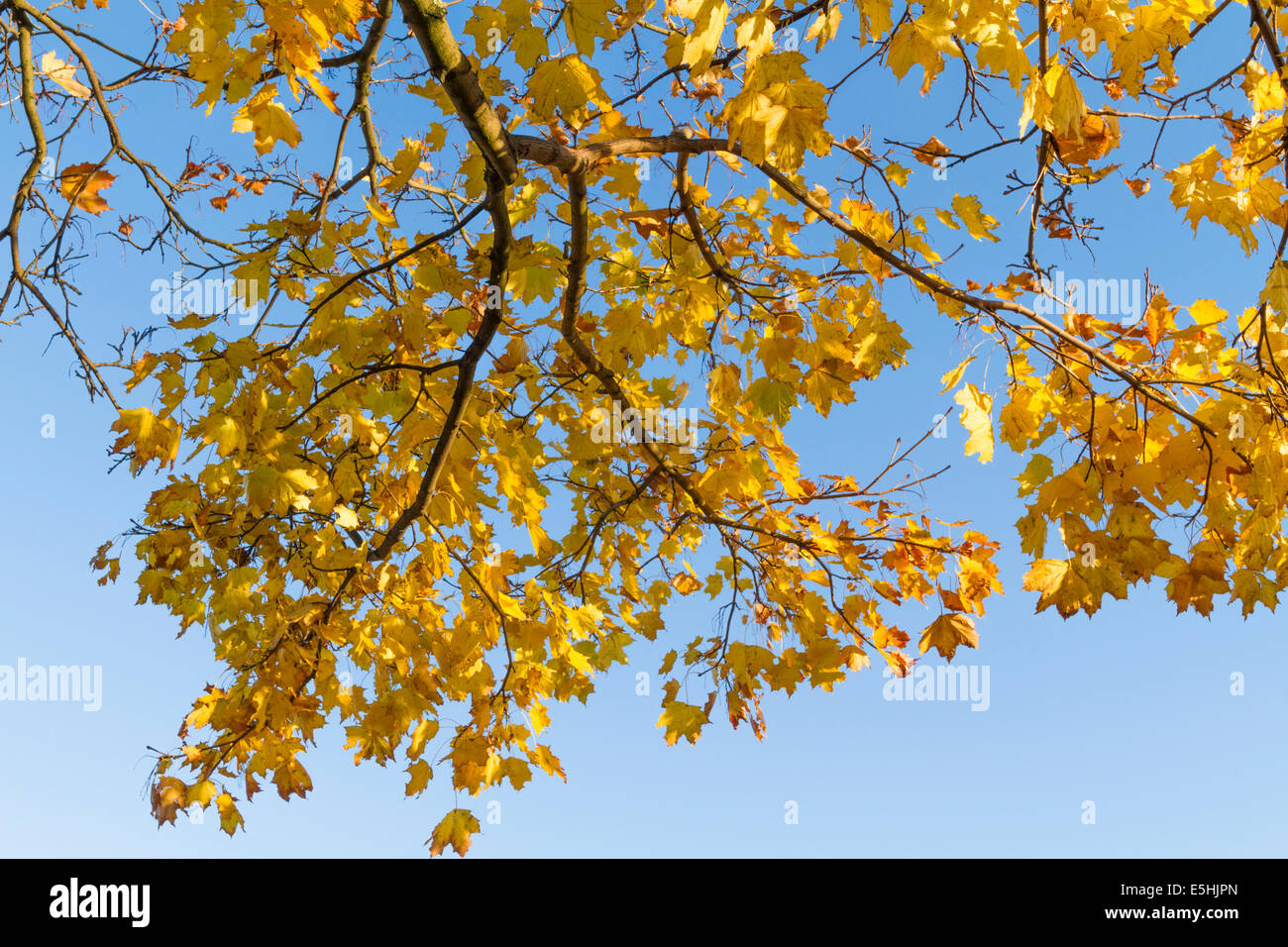 Underneath tree foliage. Looking up at Fall leaves on a Norway Maple ...