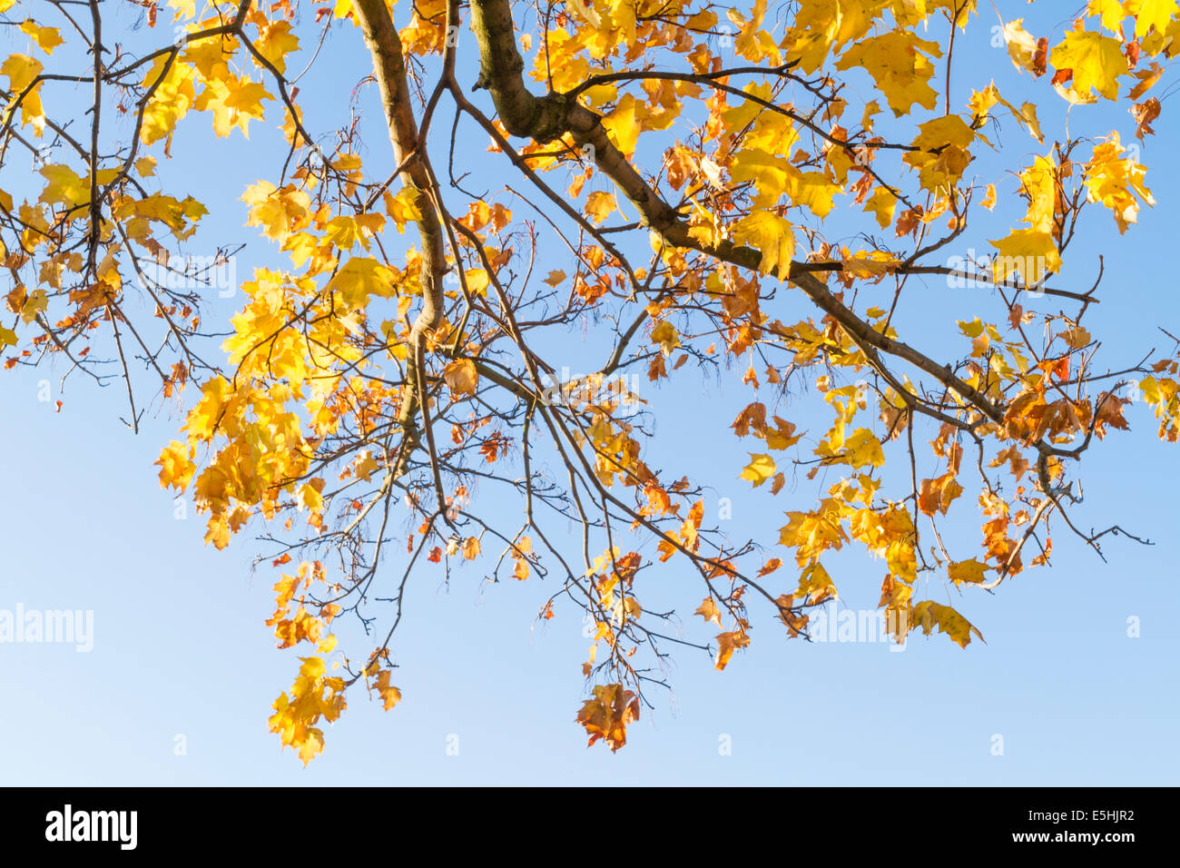 Underneath the branches and leaves of a Norway Maple {Acer platanoides ...