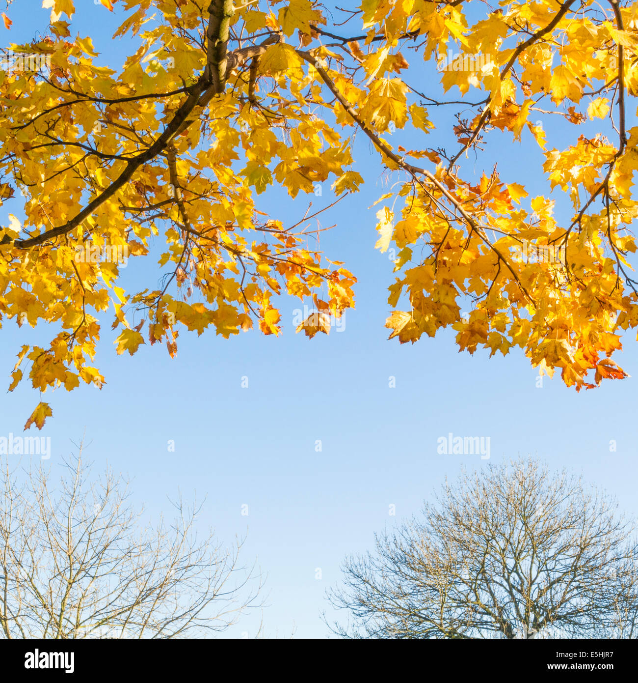 Autumn trees. Underneath the Autumn leaves of a Norway Maple tree with ...