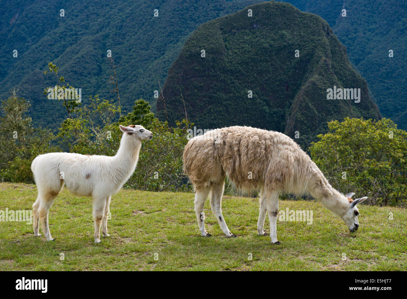 Two Llamas (Lama glama) grazing, Machu Picchu, Urubamba Valley, near ...