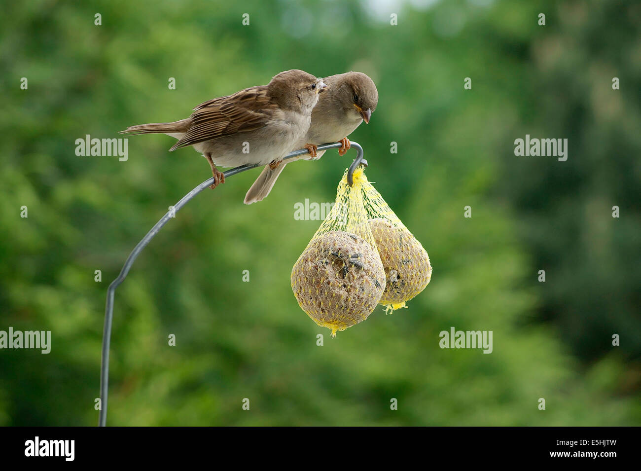 Two House Sparrows (Passer domesticus) on fat balls, Hesse, Germany ...