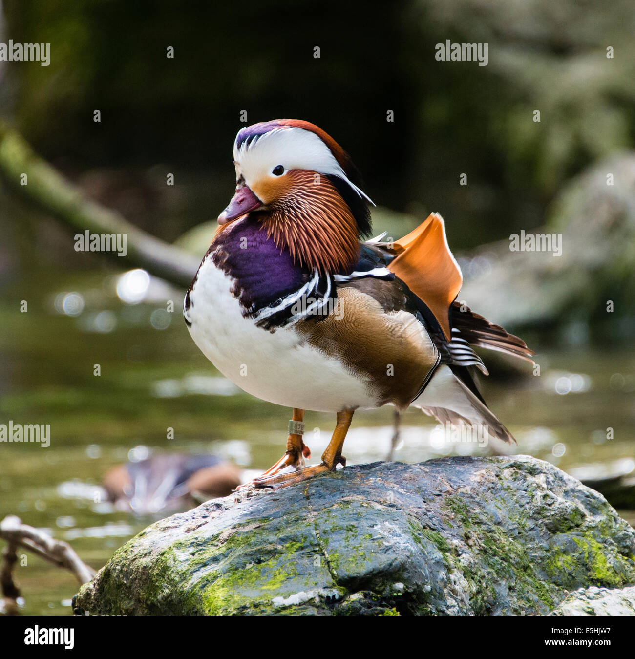 Foreground male mandarin duck hi-res stock photography and images - Alamy