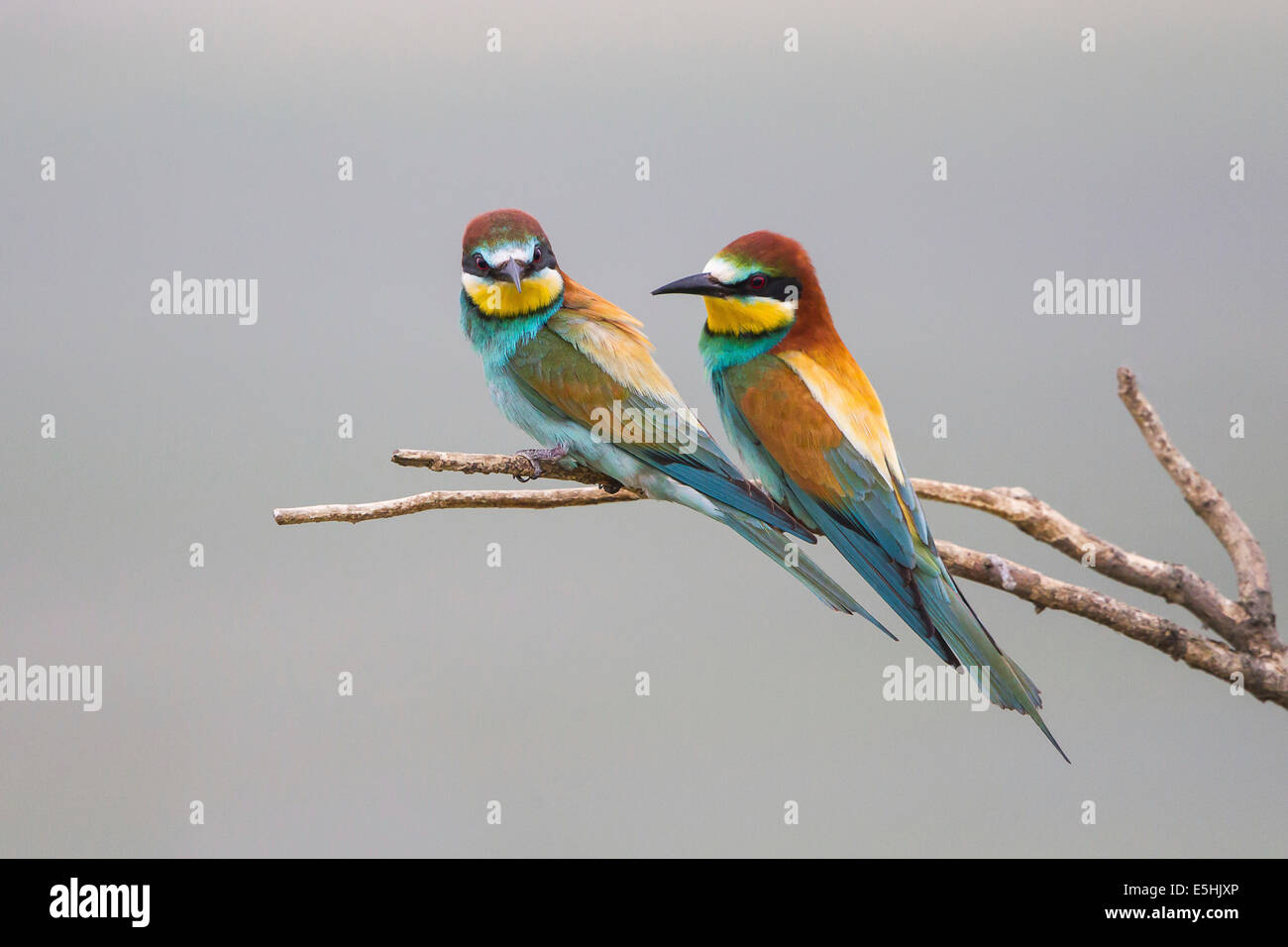 European bee eaters sitting on hi-res stock photography and images - Alamy