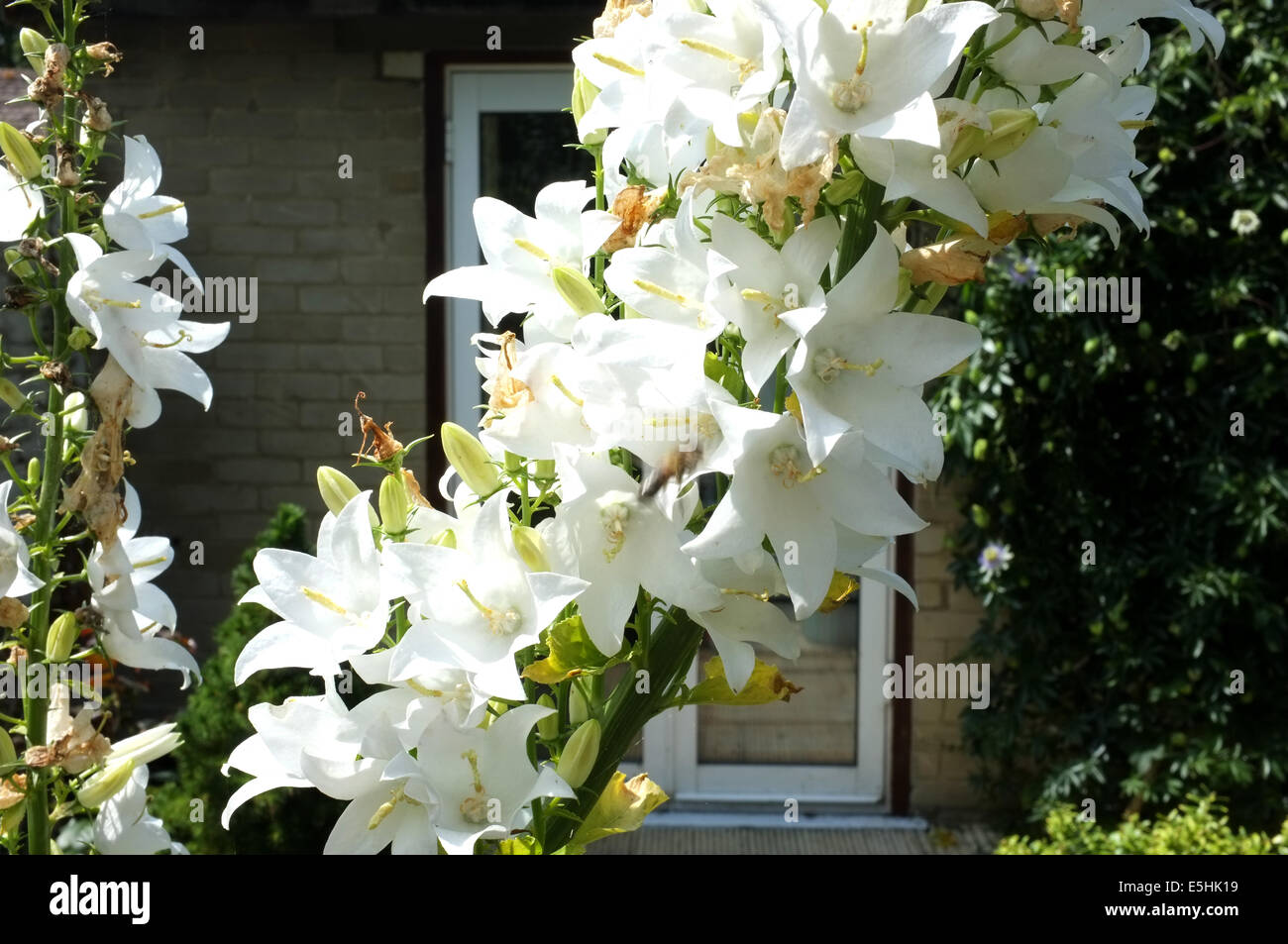 chimney bellflower tall upright perennial photographed in canterbury ...