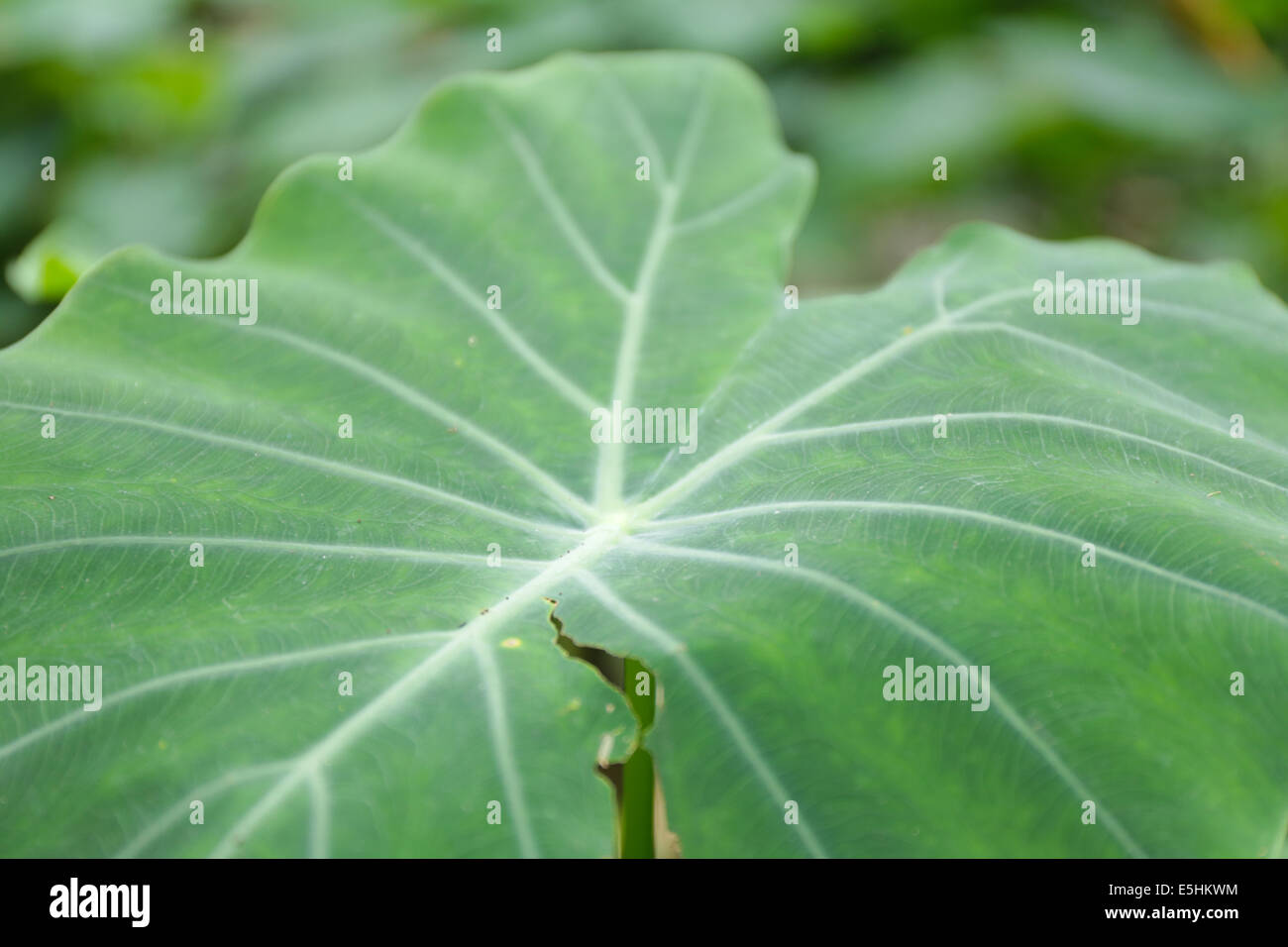 Giant leaf hi-res stock photography and images - Alamy