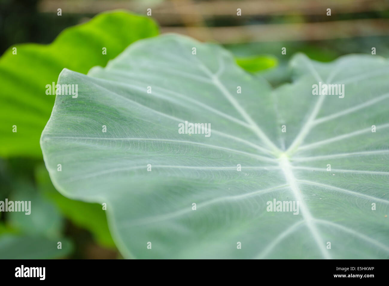 Green giant leaf hi-res stock photography and images - Alamy