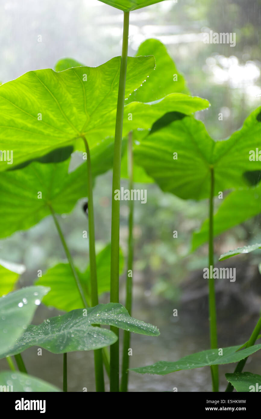 Jungle leaf hi-res stock photography and images - Alamy