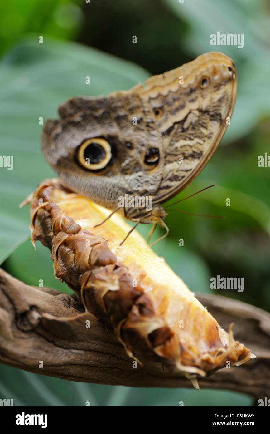 Giant leaf insect hi-res stock photography and images - Alamy