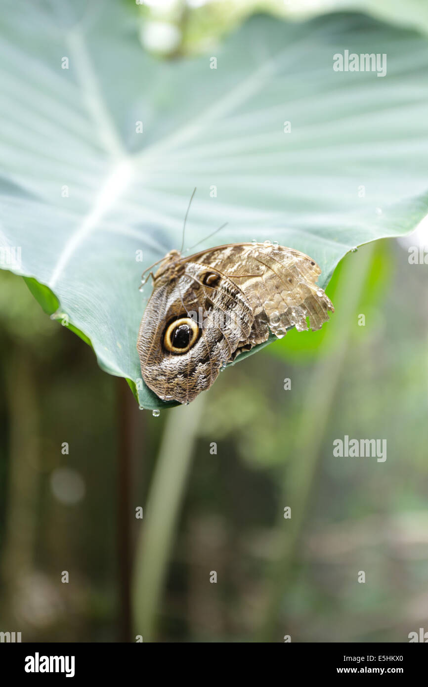 Giant butterfly hi-res stock photography and images - Alamy