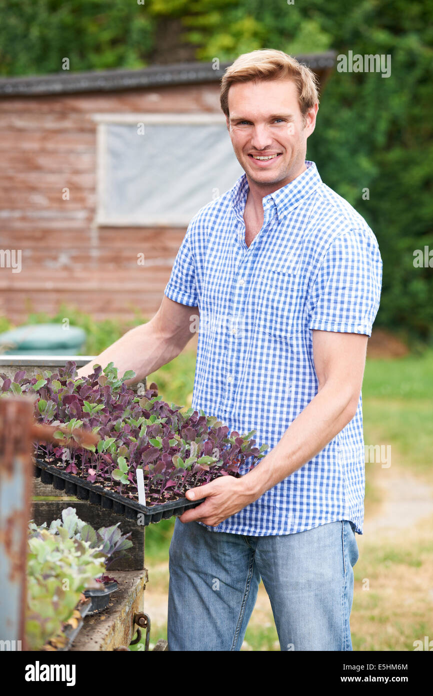 Farmer Planting Seedlings On Organic Farm Stock Photo - Alamy