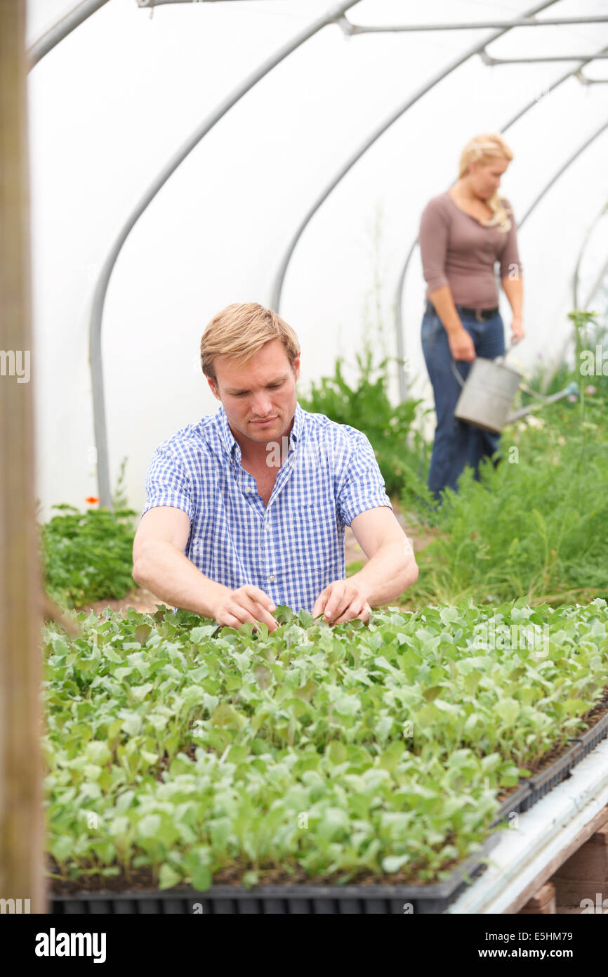 Couple In Greenhouse Organic Farm Checking Plants Stock Photo - Alamy
