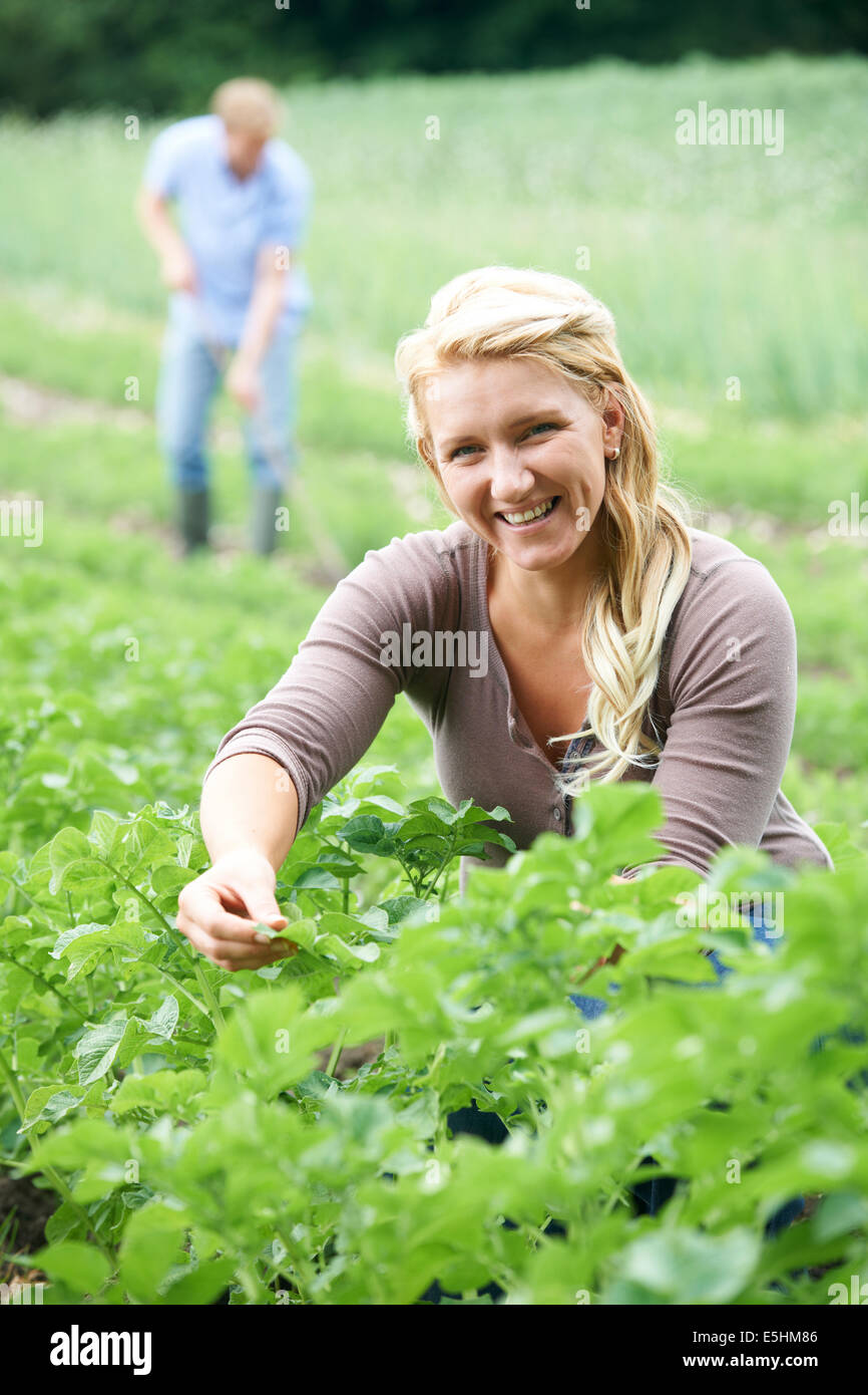Couple Working In Field On Organic Farm Stock Photo - Alamy