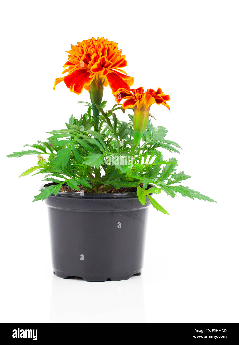 Marigold Pot Stock Photos & Marigold Pot Stock Images - Alamy