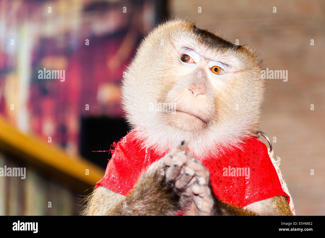 Trained monkey performing in circus Stock Photo - Alamy