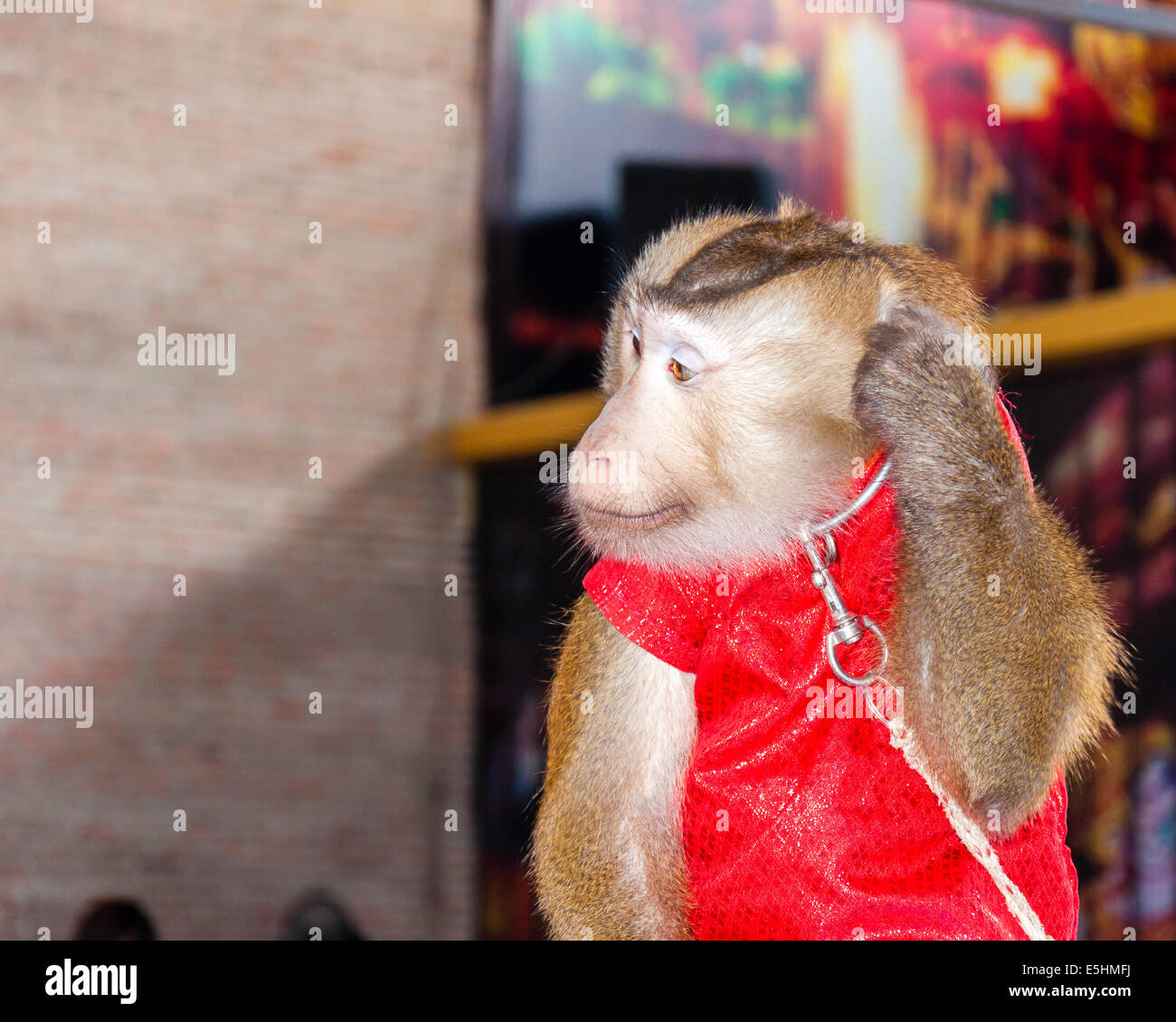 Monkey Circus High Resolution Stock Photography and Images - Alamy
