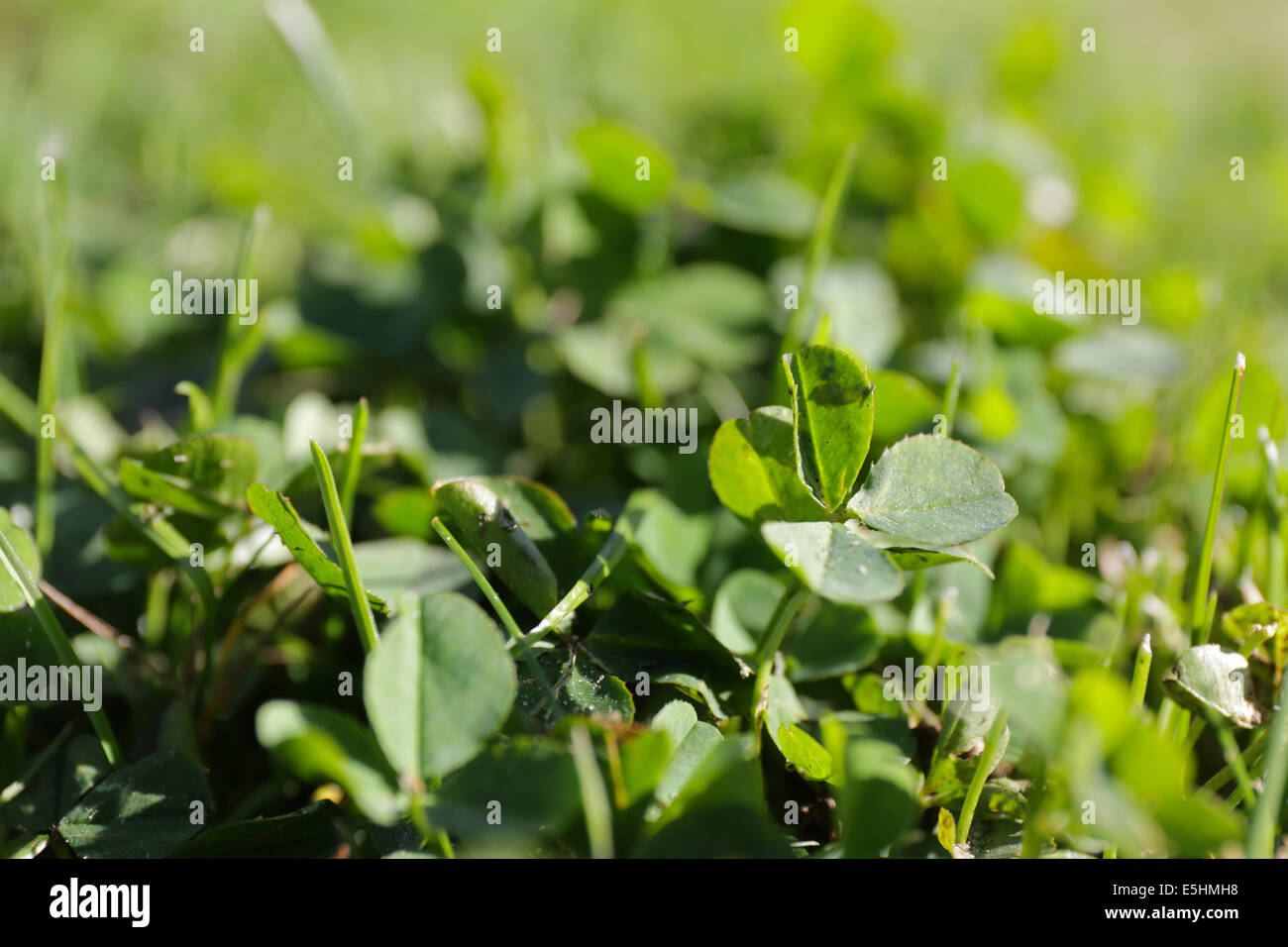 Clover straw hi-res stock photography and images - Alamy