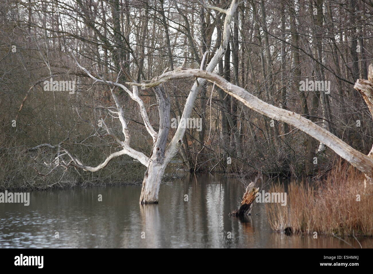 Tree in a lake Stock Photo - Alamy
