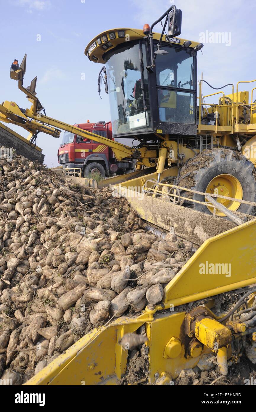Self propelled sugar beet loader hi-res stock photography and images ...