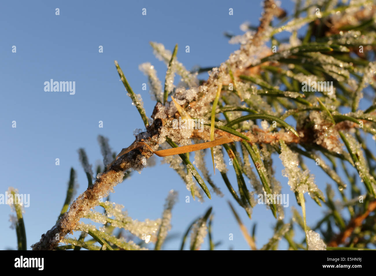 Frozen pine tree Stock Photo - Alamy
