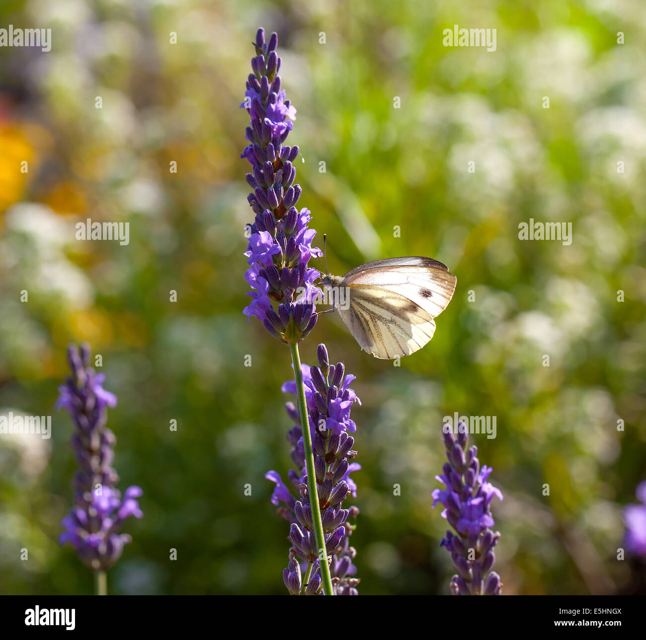 Ste_wing hi-res stock photography and images - Alamy