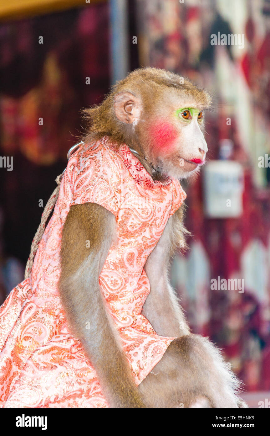 Monkey Circus High Resolution Stock Photography and Images - Alamy