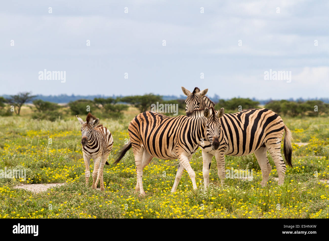 Zebra Flowers High Resolution Stock Photography and Images - Alamy