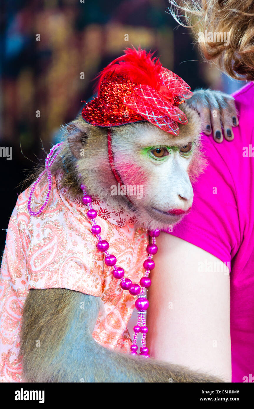 Monkey Wearing Dress And Make Up