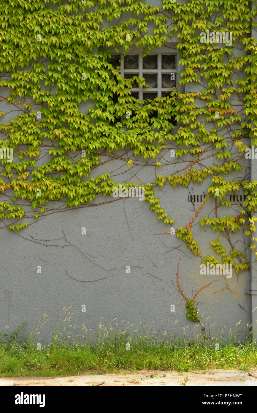 Vines growing on side of building, covering window Stock Photo - Alamy