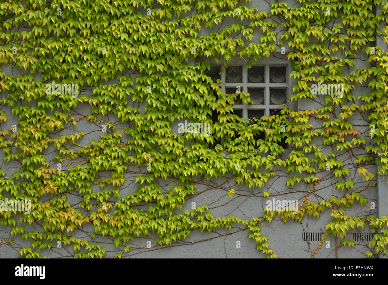 Vines growing on wall hi-res stock photography and images - Alamy
