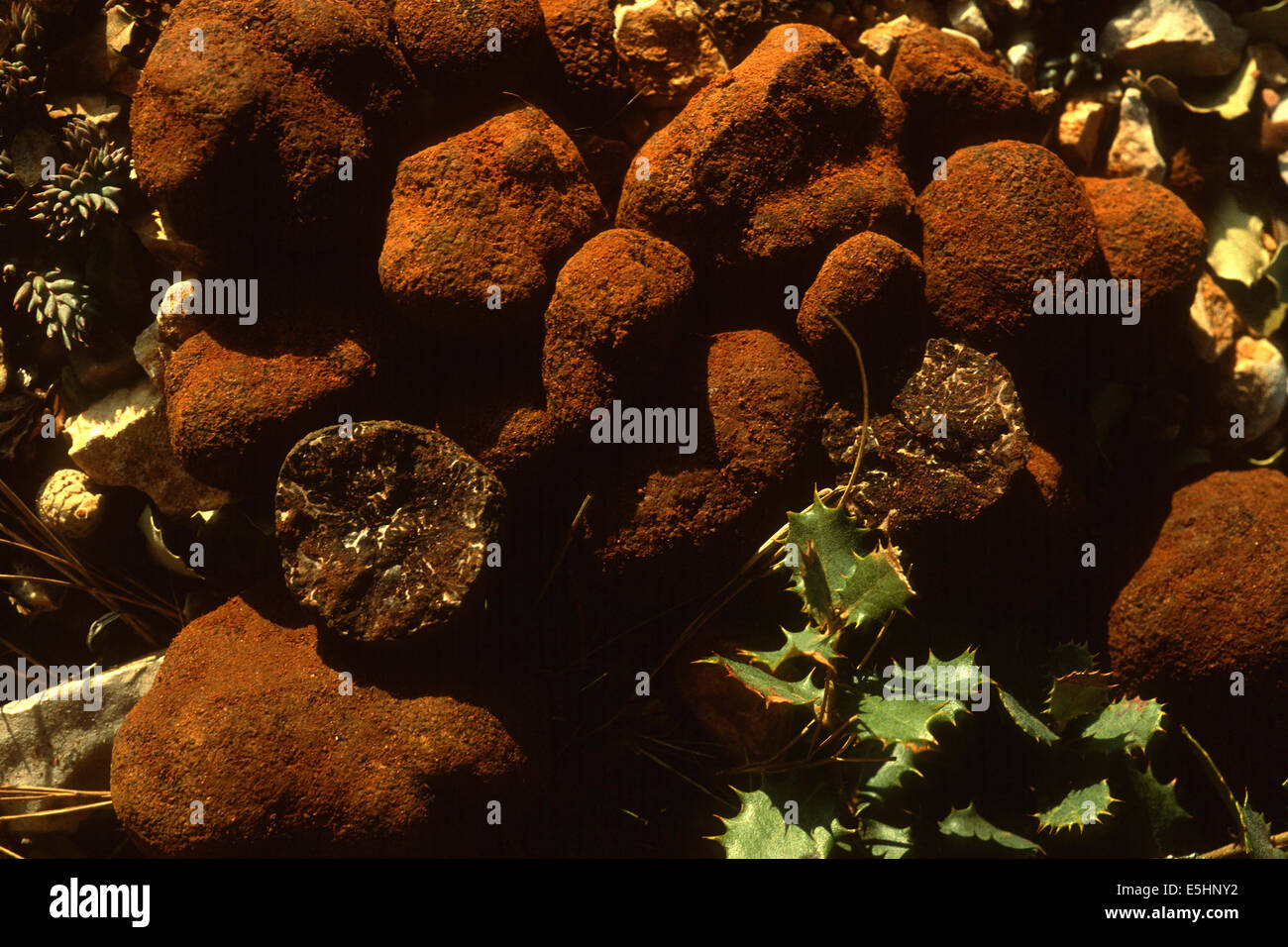 Truffle hunt france hi-res stock photography and images - Alamy
