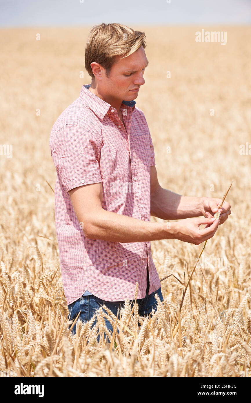 Inspecting crop hi-res stock photography and images - Alamy