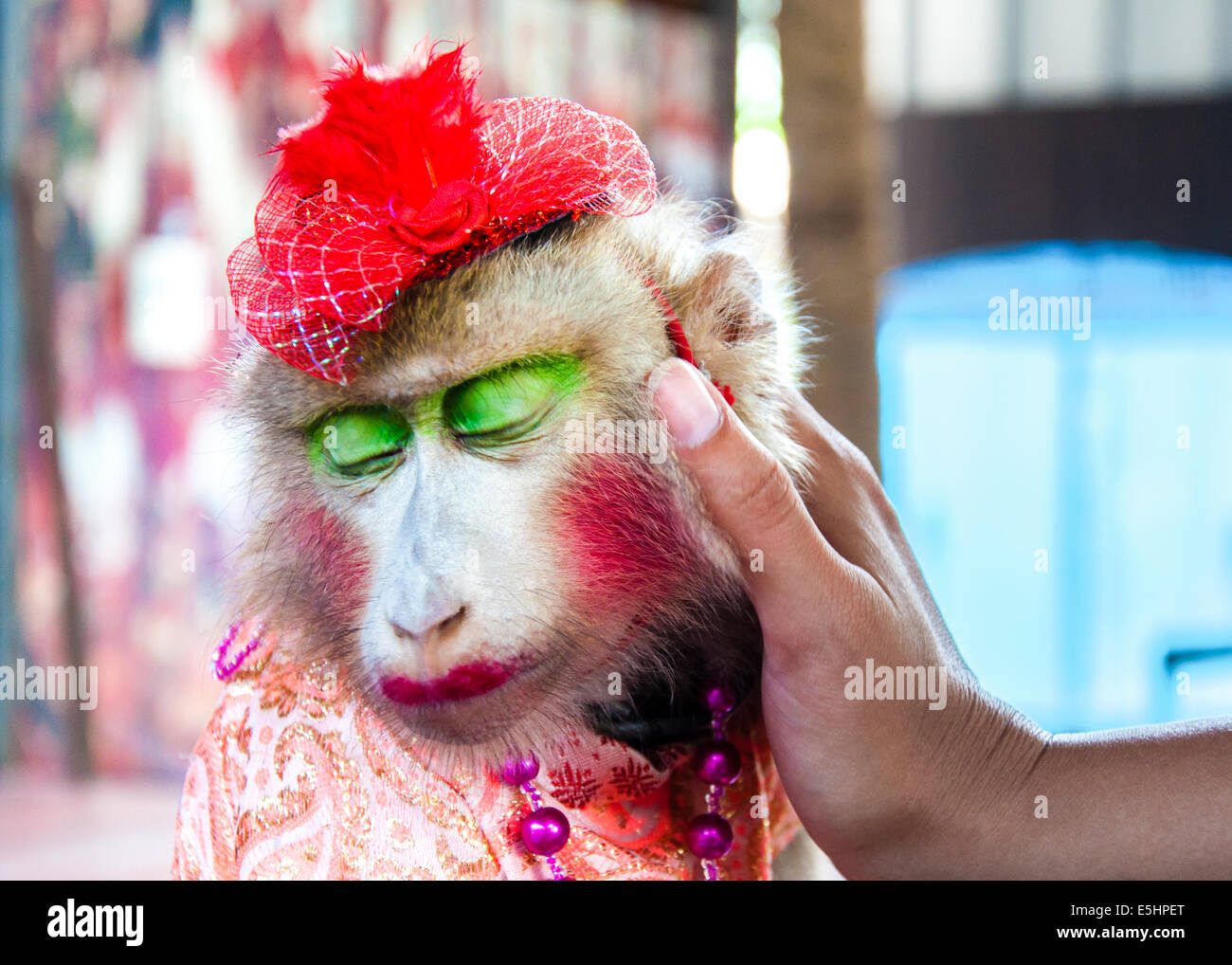 Portrait of Trained dressed monkey posing with turists in Thailand ...