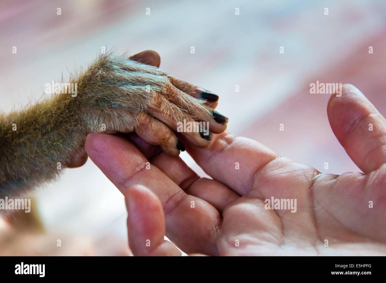 View of Human palm holding a small monkey hand Stock Photo - Alamy