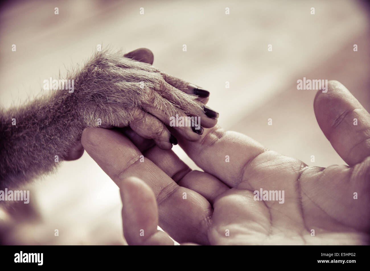 Human hand ape hand hi-res stock photography and images - Alamy
