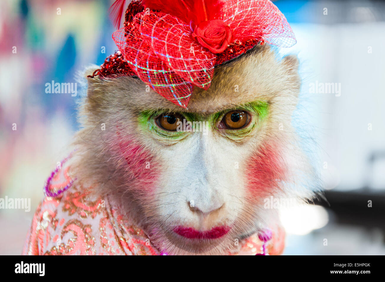 Monkey Wearing Dress And Make Up