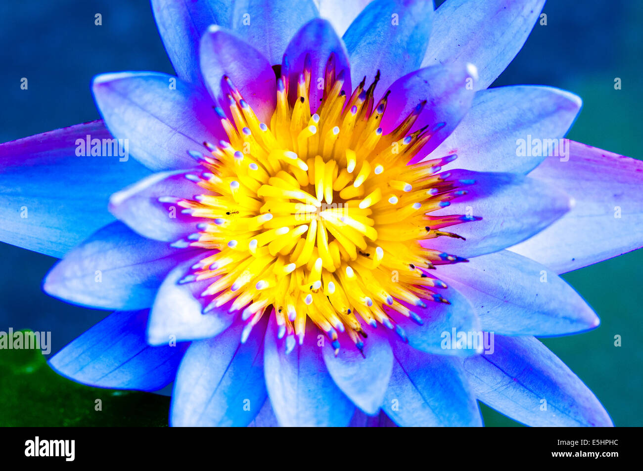Water lily flower closeup shot hi-res stock photography and images - Alamy