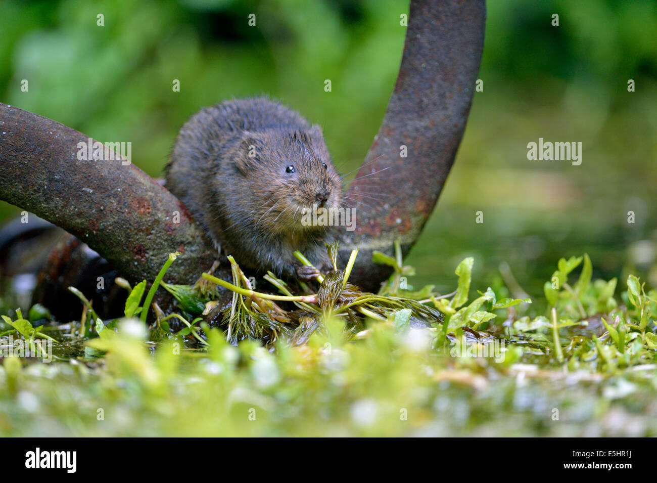 Water voles uk hi-res stock photography and images - Alamy