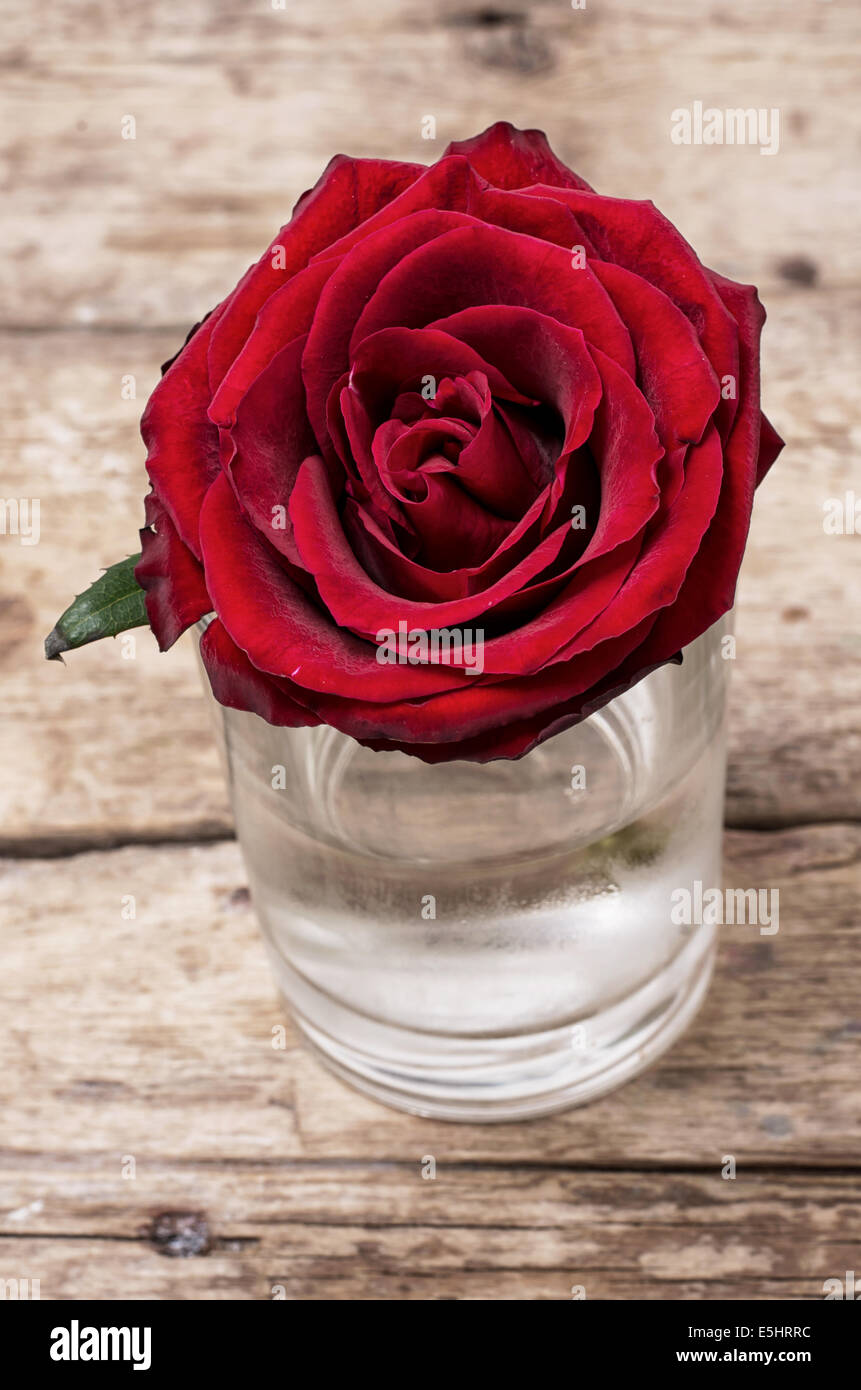 Plant separation flower flower hi-res stock photography and images - Alamy