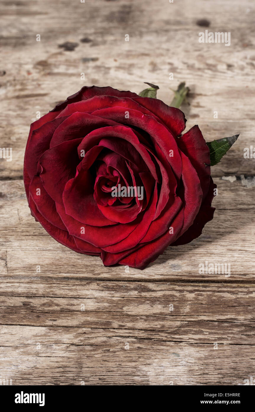 Plant separation flower flower hi-res stock photography and images - Alamy