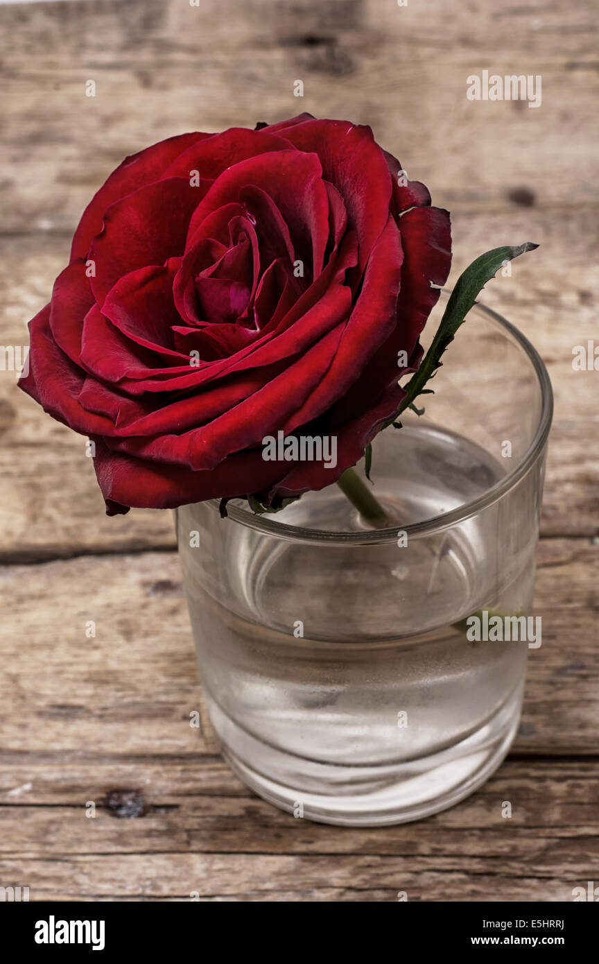 Plant separation flower flower hi-res stock photography and images - Alamy