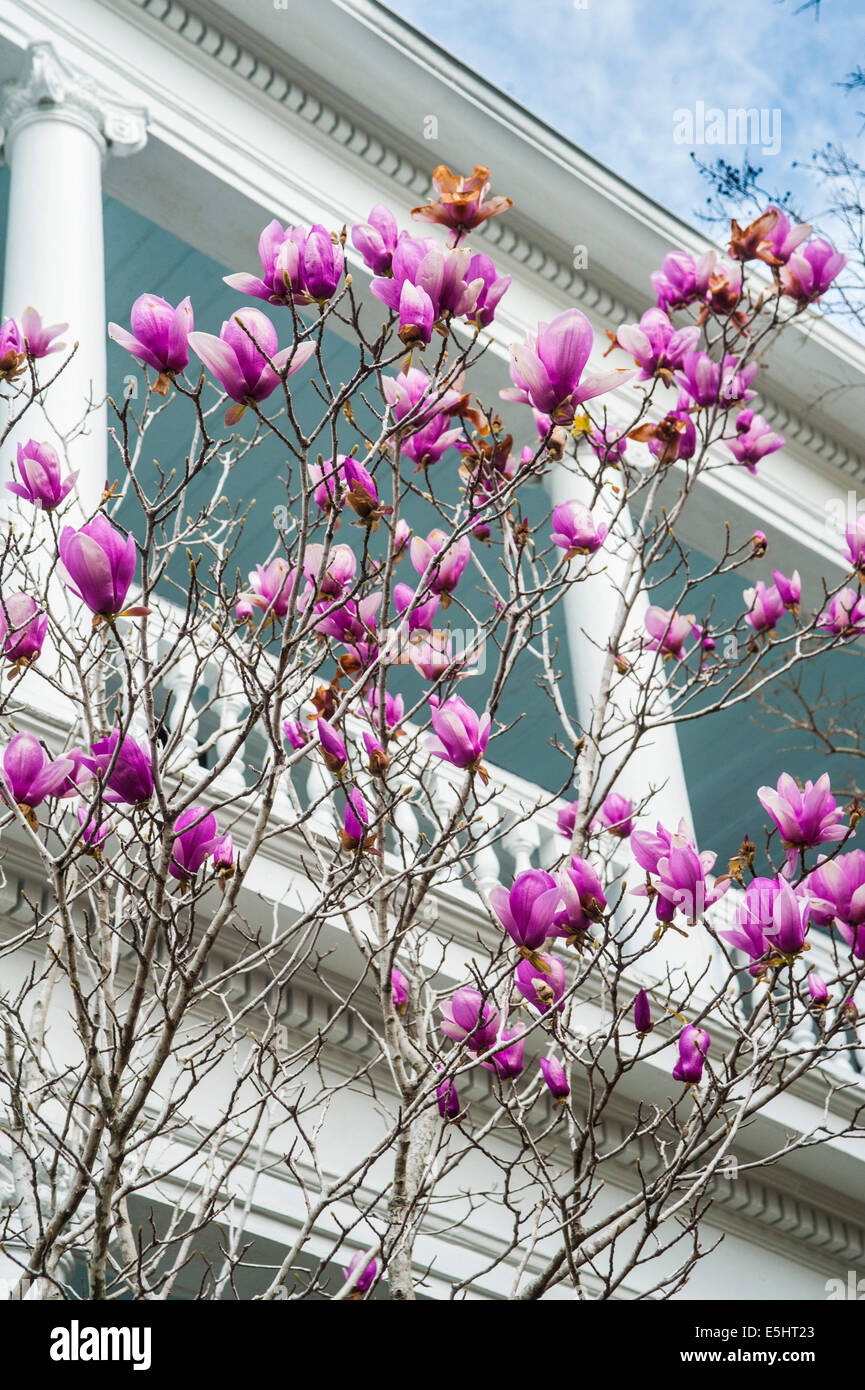 Large pink flowers magnolia tree hi-res stock photography and images ...