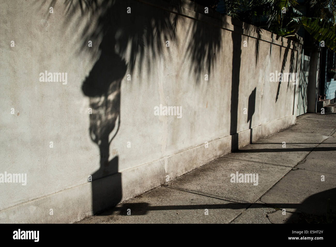 Silhouette of palm tree, street sign, street light shadows on retaining ...
