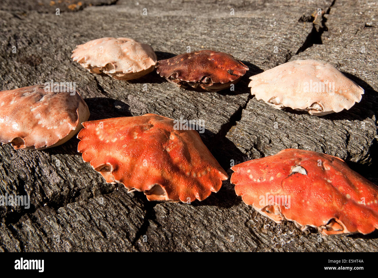 Common littoral crab shells on rock Stock Photo - Alamy
