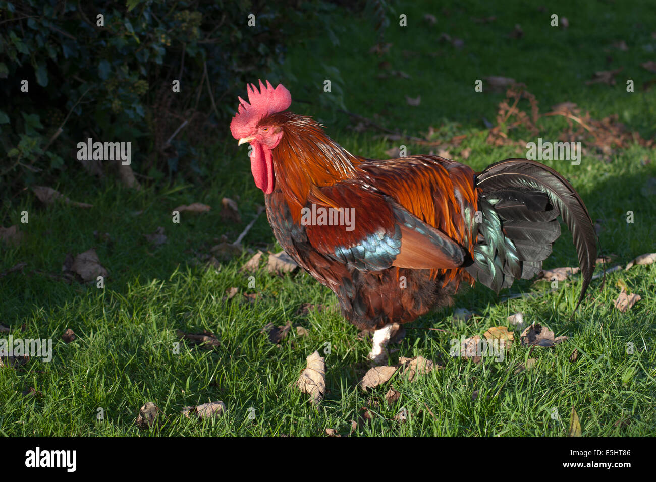 Rooster cockerel farmyard farmhouse bird hi-res stock photography and ...