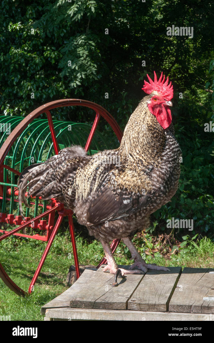 Farmyard rooster at Ulster Folk Museum, Belfast, Northern Ireland with ...